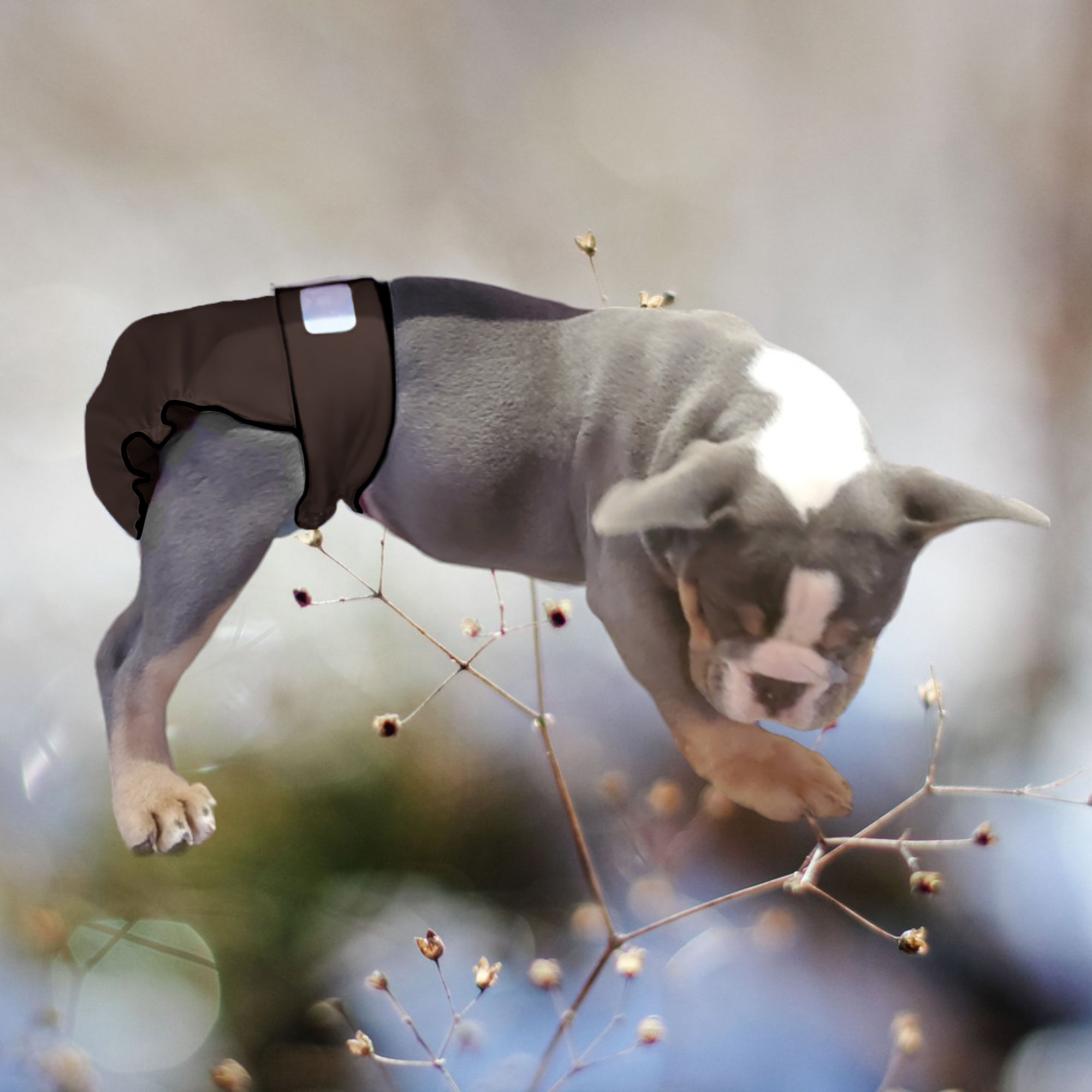 Best Dog Diaper | Female Dog Diaper | Washable Dog Diapers| Dog ...